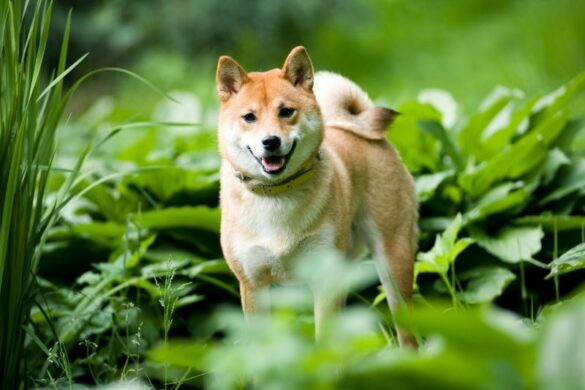 All the Shiba Inu colors explained (with pictures!) - DogsPlanet.com