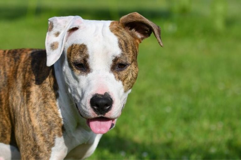 20 Tricolored Dog Breeds (With Pictures!) - DogsPlanet.com