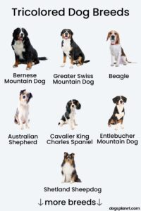 20 Tricolored Dog Breeds (With Pictures!) - DogsPlanet.com