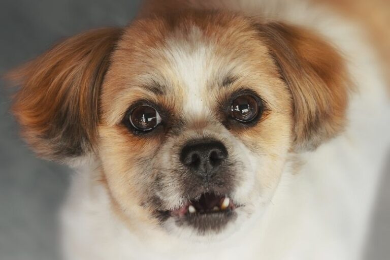 Why do dogs howl? - DogsPlanet.com