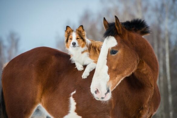 10 dog breeds that get along with horses - DogsPlanet.com