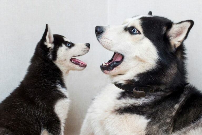Do dogs talk to each other? - DogsPlanet.com