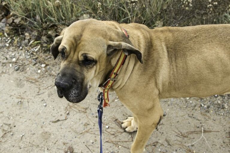 8 brazilian dog breeds you should know - DogsPlanet.com