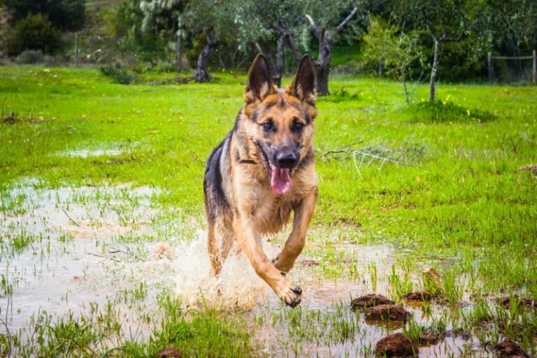 15 fastest dog breeds - DogsPlanet.com