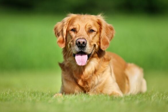 The 6 types of Retriever dogs - DogsPlanet.com