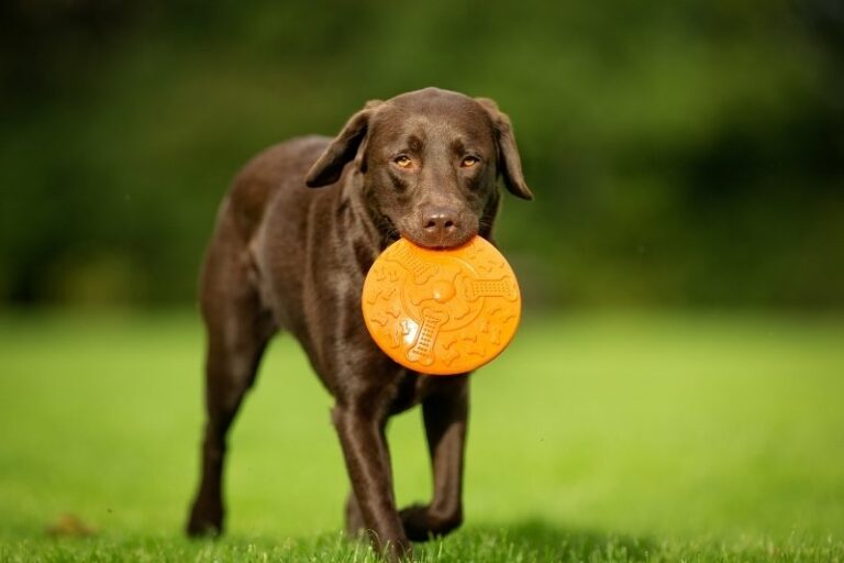 15 Brown Dog Breeds (With Pictures!) - DogsPlanet.com