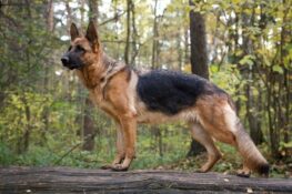 10 razas de perros guardianes y protectores - DogsPlanet.com