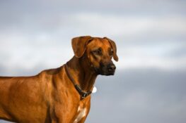 10 razas de perros guardianes y protectores - DogsPlanet.com