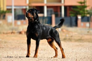 10 razas de perros guardianes y protectores - DogsPlanet.com
