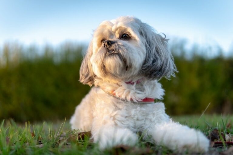 15 Calm Small Dog Breeds Perfect for Apartment Living