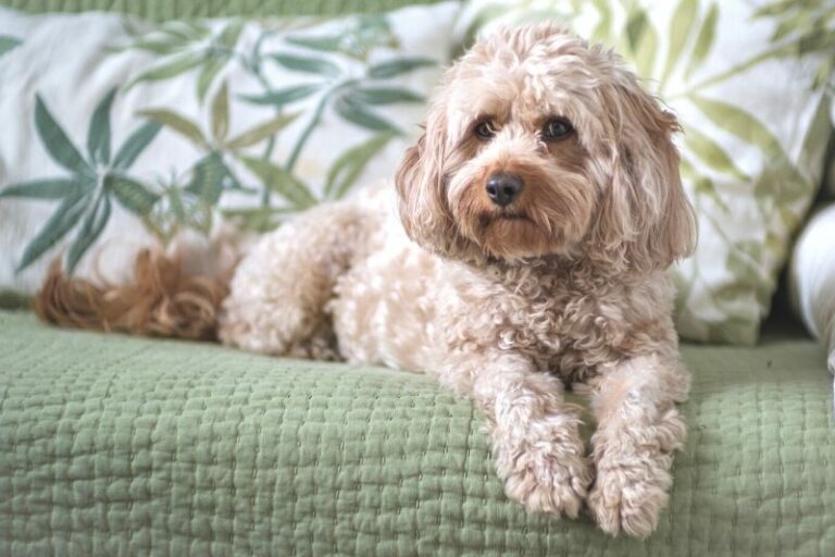 Cavapoo: everything you should know about this mixed breed - DogsPlanet.com