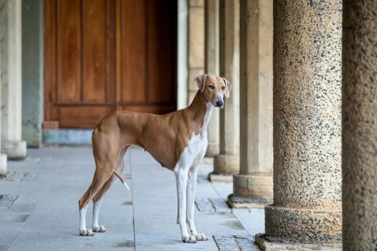 15 skinny tall dog breeds - DogsPlanet.com