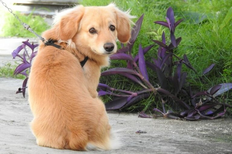 300+ Orange Dog Names For Your Pup - DogsPlanet.com