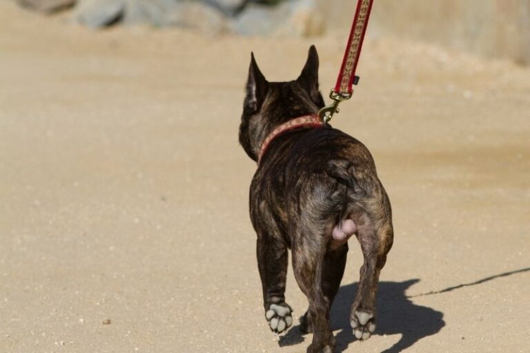 Do French Bulldogs have tails? - DogsPlanet.com