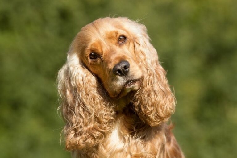 Do Cocker Spaniels shed? - DogsPlanet.com