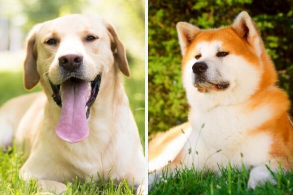 Blue Heeler and Jack Russell mix: everything about this breed ...