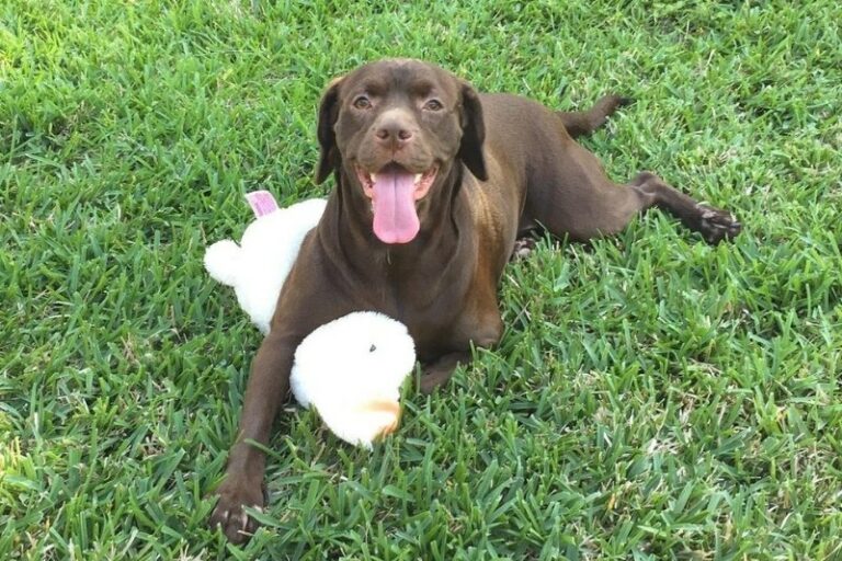 Cocker Spaniel Pitbull mix: everything about this mixed breed ...