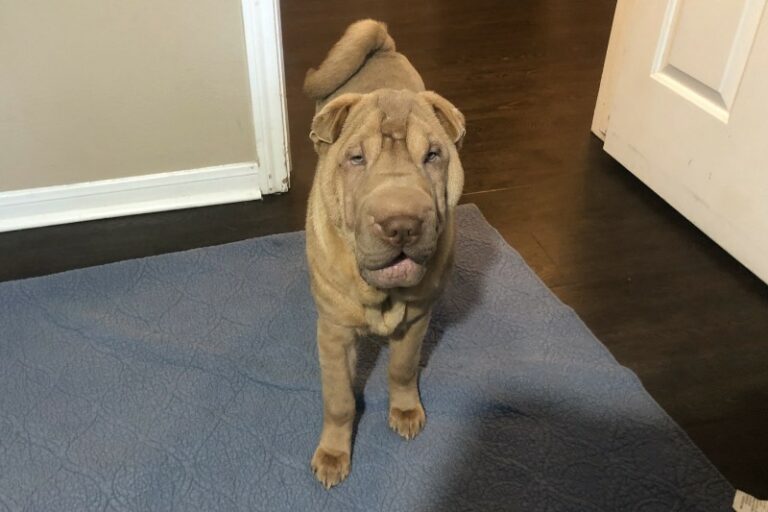 The 21 colors of the Shar-Pei explained (with pictures!) - DogsPlanet.com