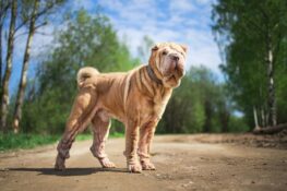 The 21 colors of the Shar-Pei explained (with pictures!) - DogsPlanet.com
