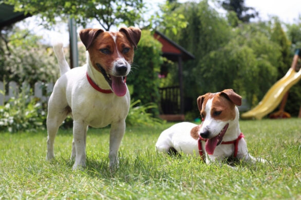 All The Different Jack Russell Colors - DogsPlanet.com