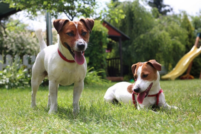 All The Different Jack Russell Colors - DogsPlanet.com