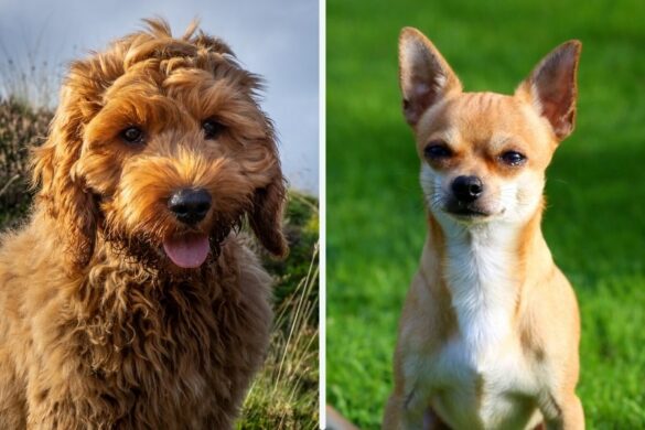 Doberdane: everything about this mixed breed - DogsPlanet.com