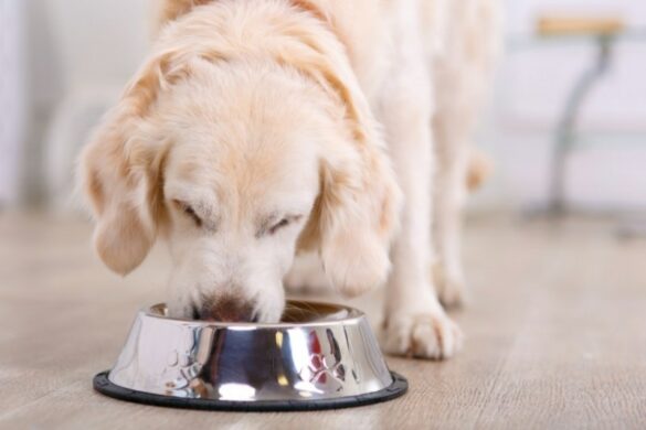 Can dogs eat lasagna? The answer from a vet! - DogsPlanet.com