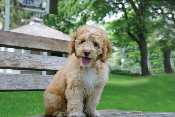 Labradoodle: everything about this Labrador and Poodle Mix - DogsPlanet.com