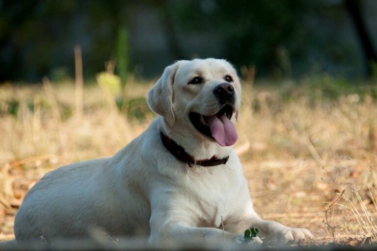 ¿Cuáles son los diferentes colores del Labrador Retriever? - DogsPlanet.com