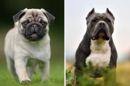 Pugbull: everything about this mixed breed - DogsPlanet.com