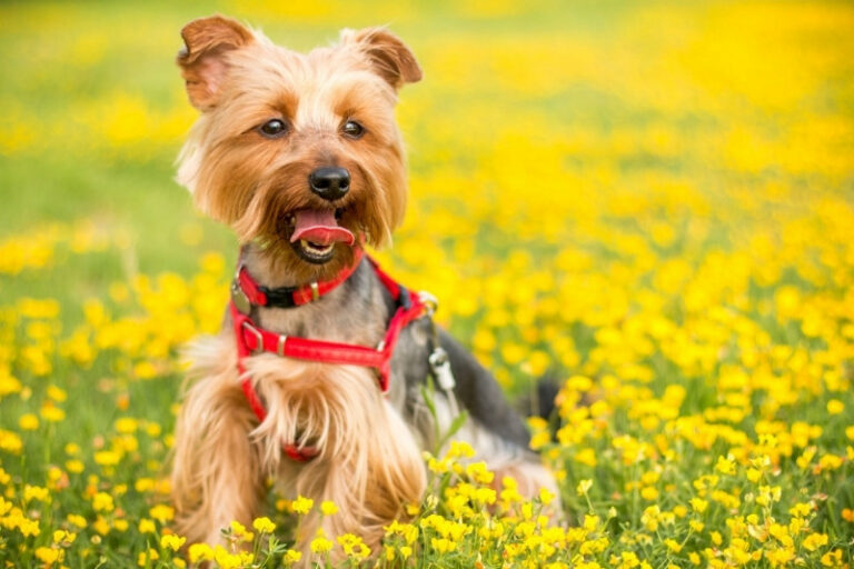 20 Razas de Perros Terrier (¡Con Fotos!) - DogsPlanet.com