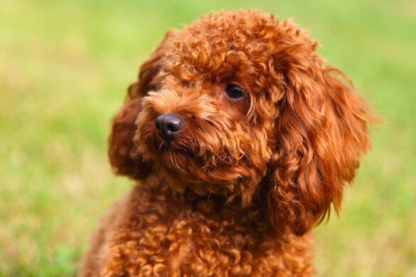 All the Poodle colors explained - DogsPlanet.com