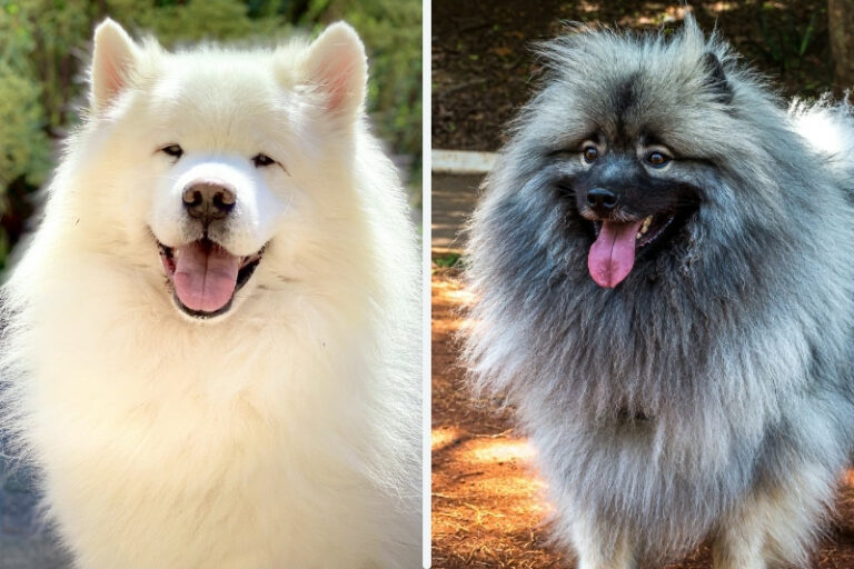Samoyed vs Keeshond: what are the differences? - DogsPlanet.com