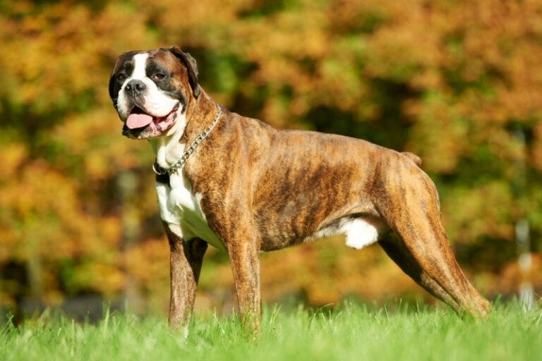 15 Brown Dog Breeds (With Pictures!) - DogsPlanet.com