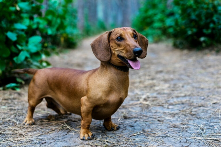 15 Brown Dog Breeds (With Pictures!) - DogsPlanet.com
