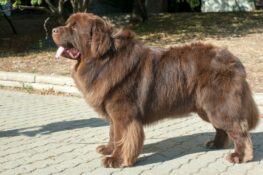 All The Newfoundland Colors explained (with pictures!) - DogsPlanet.com