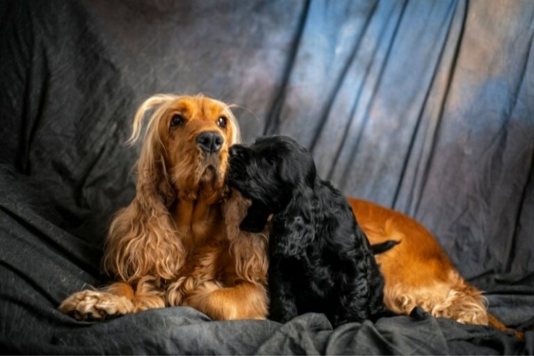 All the Cocker Spaniel colors - DogsPlanet.com