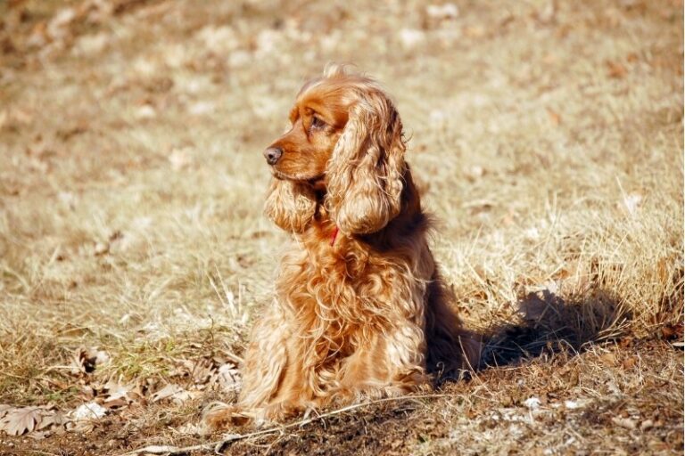 All the Cocker Spaniel colors - DogsPlanet.com