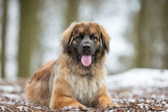 15 Brown Dog Breeds (With Pictures!) - DogsPlanet.com