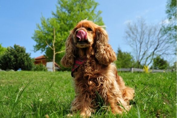 All the Cocker Spaniel colors - DogsPlanet.com