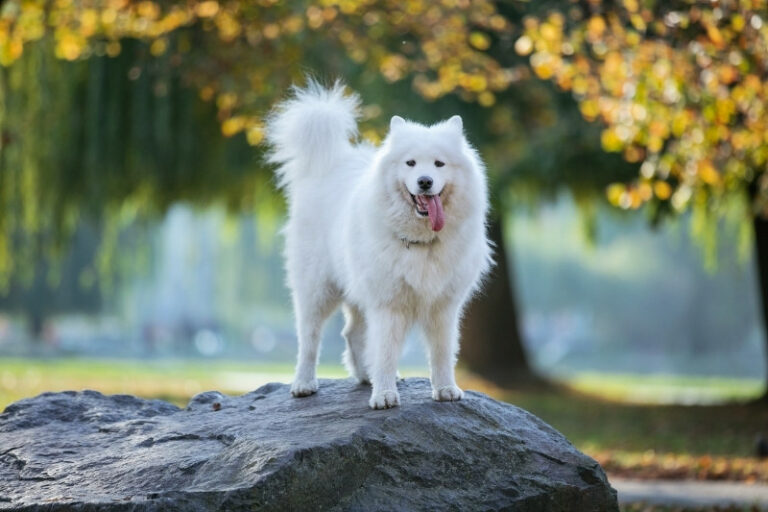 20 Beautiful White Dog Breeds (With Pictures!) - DogsPlanet.com