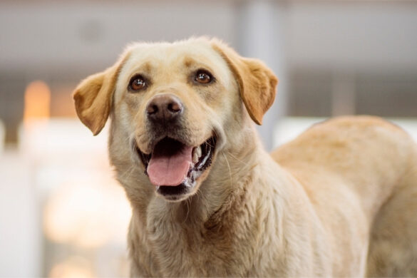 10 beautiful beige-colored dogs - DogsPlanet.com