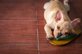 10 beautiful beige-colored dogs - DogsPlanet.com