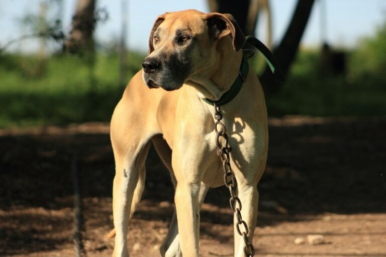 10 beautiful beige-colored dogs - DogsPlanet.com