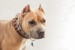 10 beautiful beige-colored dogs - DogsPlanet.com