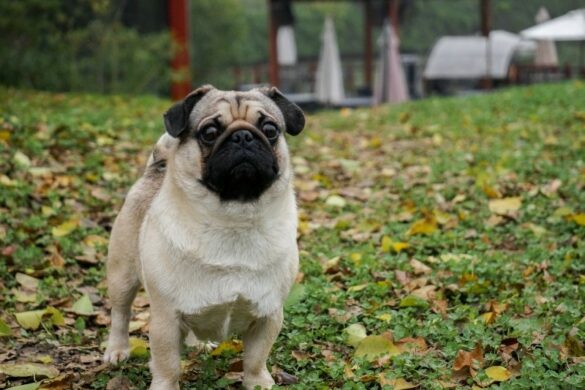 10 beautiful beige-colored dogs - DogsPlanet.com