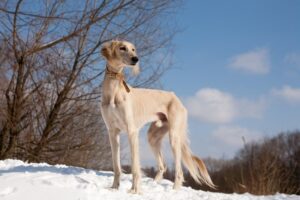 10 beautiful beige-colored dogs - DogsPlanet.com