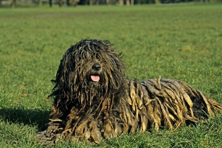 6 dogs with dreads (with pictures!) - DogsPlanet.com