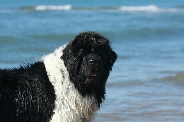 All The Newfoundland Colors explained (with pictures!) - DogsPlanet.com