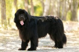 All The Newfoundland Colors explained (with pictures!) - DogsPlanet.com